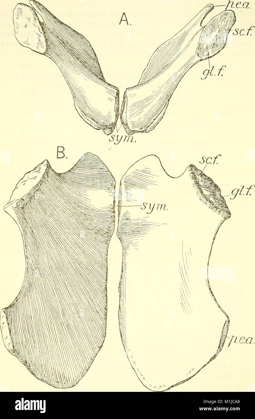 A descriptive catalogue of the marine reptiles of the Oxford clay ...