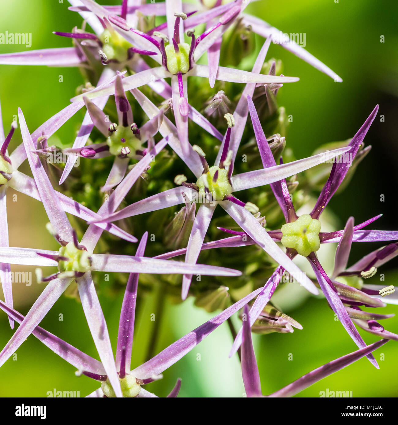 Allium macro hi-res stock photography and images - Alamy