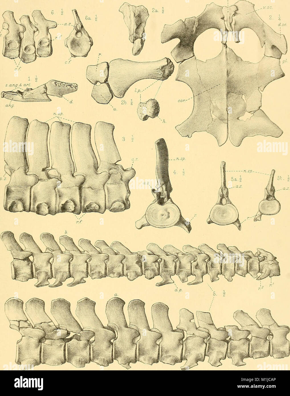 A descriptive catalogue of the marine reptiles of the Oxford clay ...