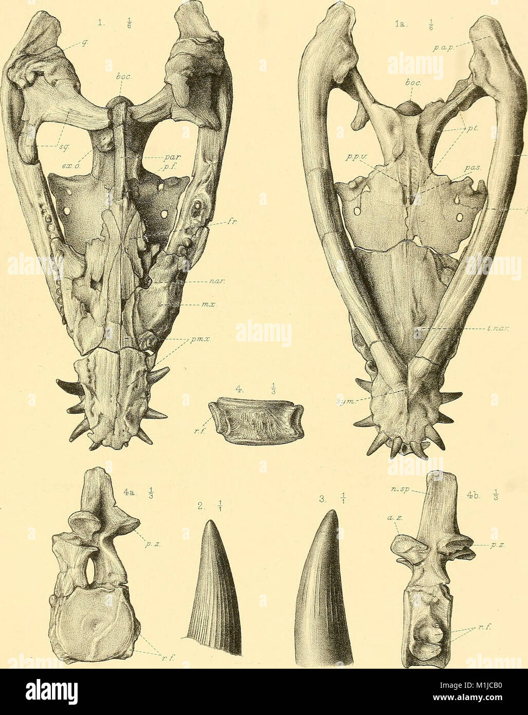 A descriptive catalogue of the marine reptiles of the Oxford clay ...