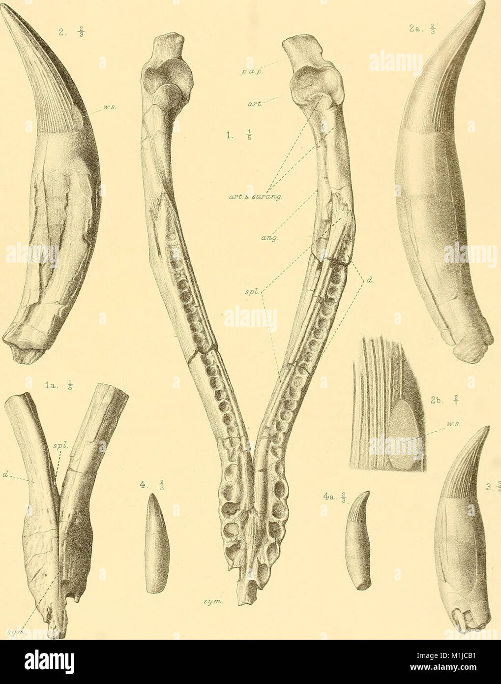 A descriptive catalogue of the marine reptiles of the Oxford clay ...