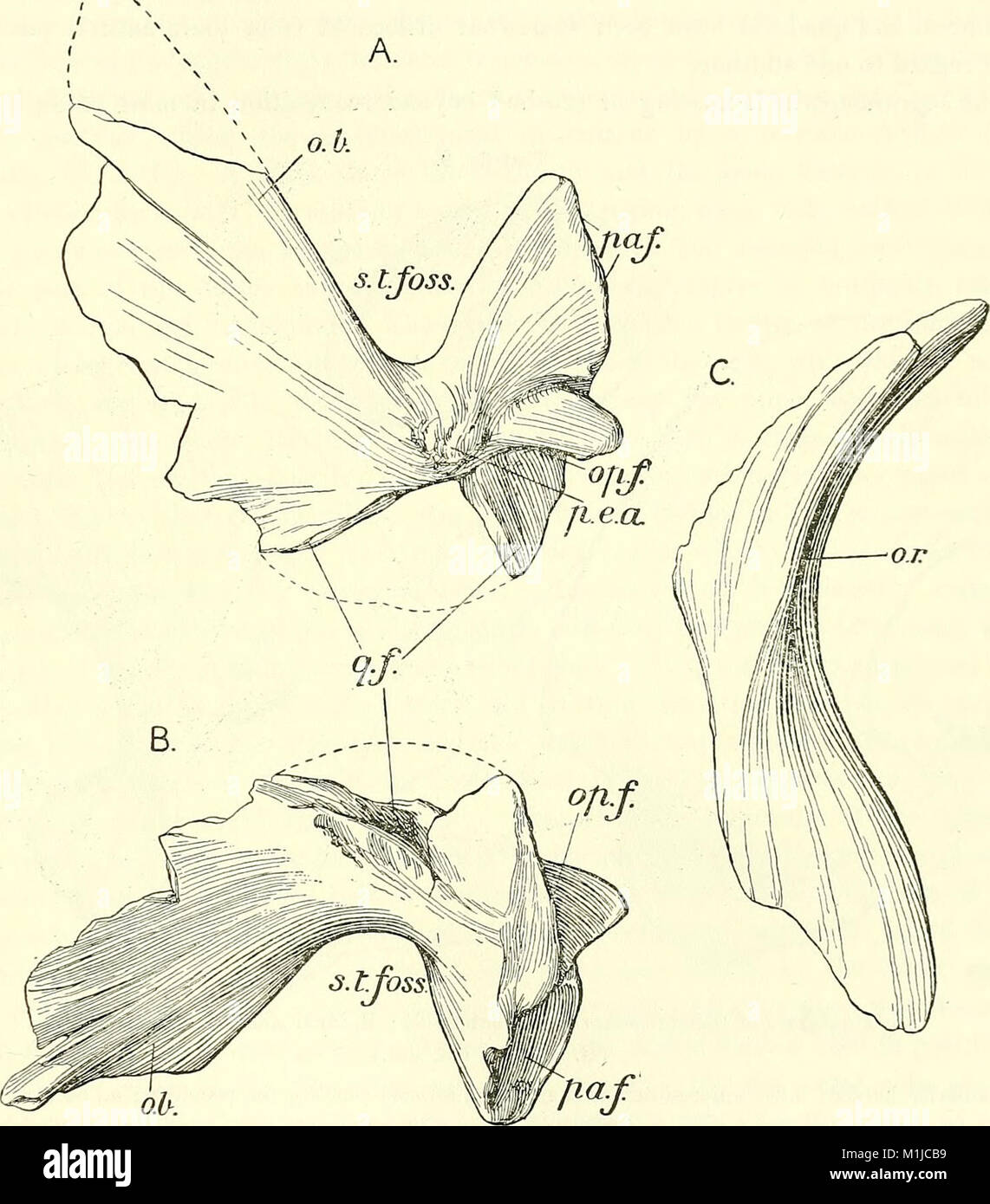 A catalogue from 1910 documenting marine reptiles from the Oxford Clay ...