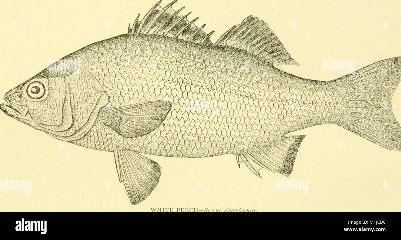 American game fishes; their habits, habitat, and peculiarities; how ...