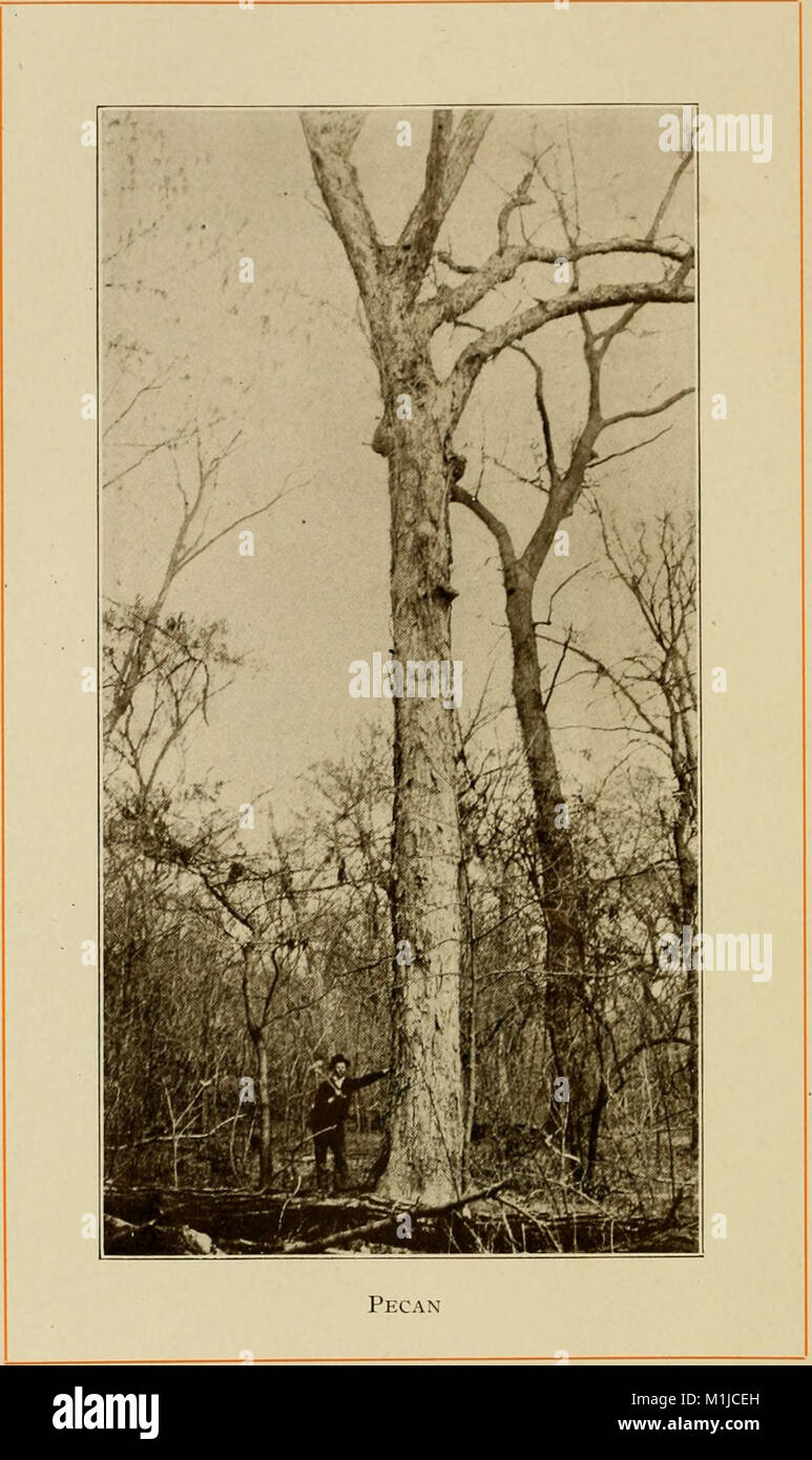 This 1913 work by Henry H. Gibson provides a detailed guide to American ...