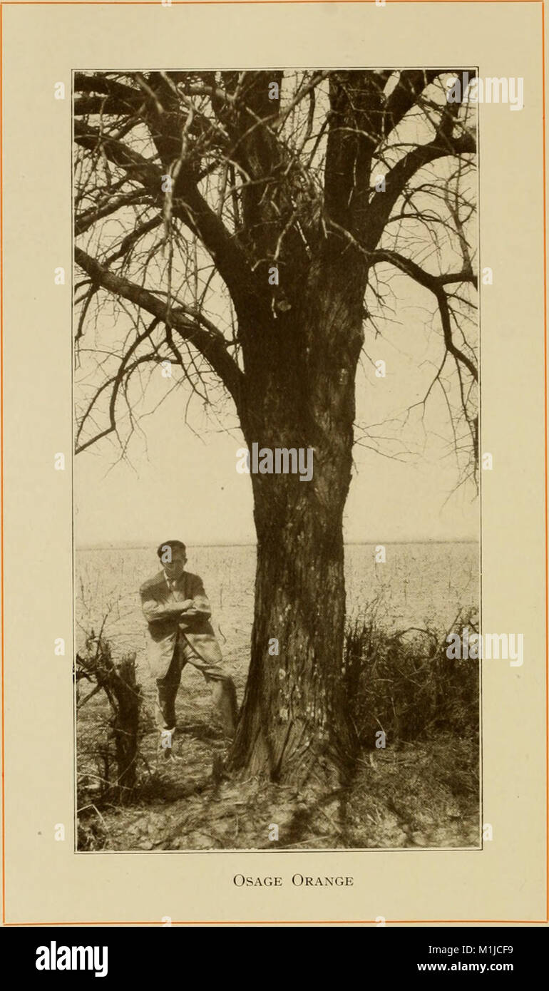 American forest trees henry hi-res stock photography and images - Alamy