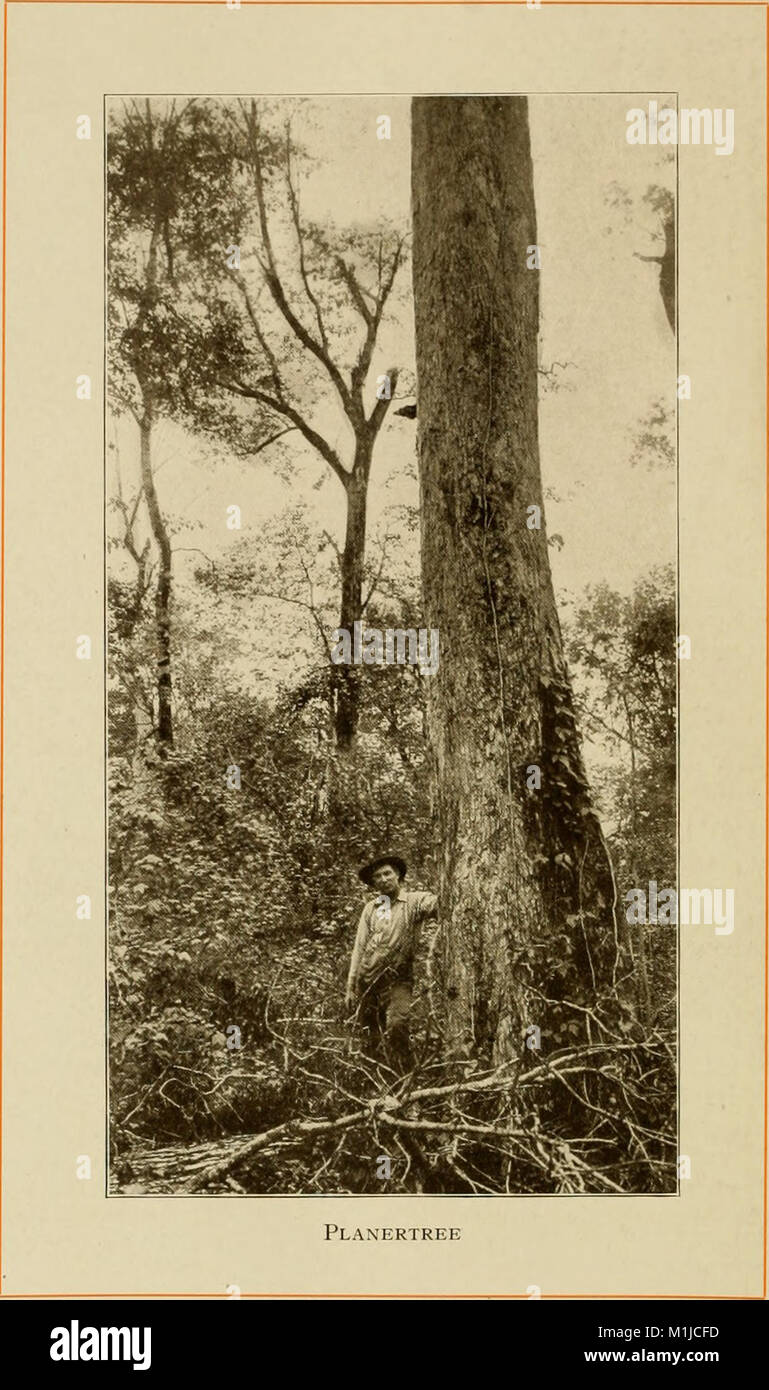 American forest trees, by Henry H. Gibson; (1913) (18120249486 Stock ...