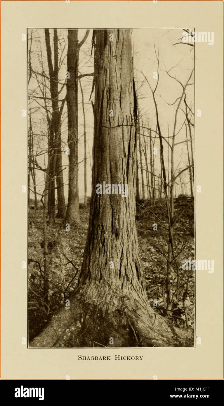 Henry H. Gibson's 1913 work on American forest trees provides a ...
