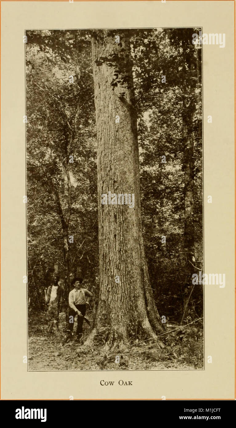 'American Forest Trees' by Henry H. Gibson, published in 1913, is a ...