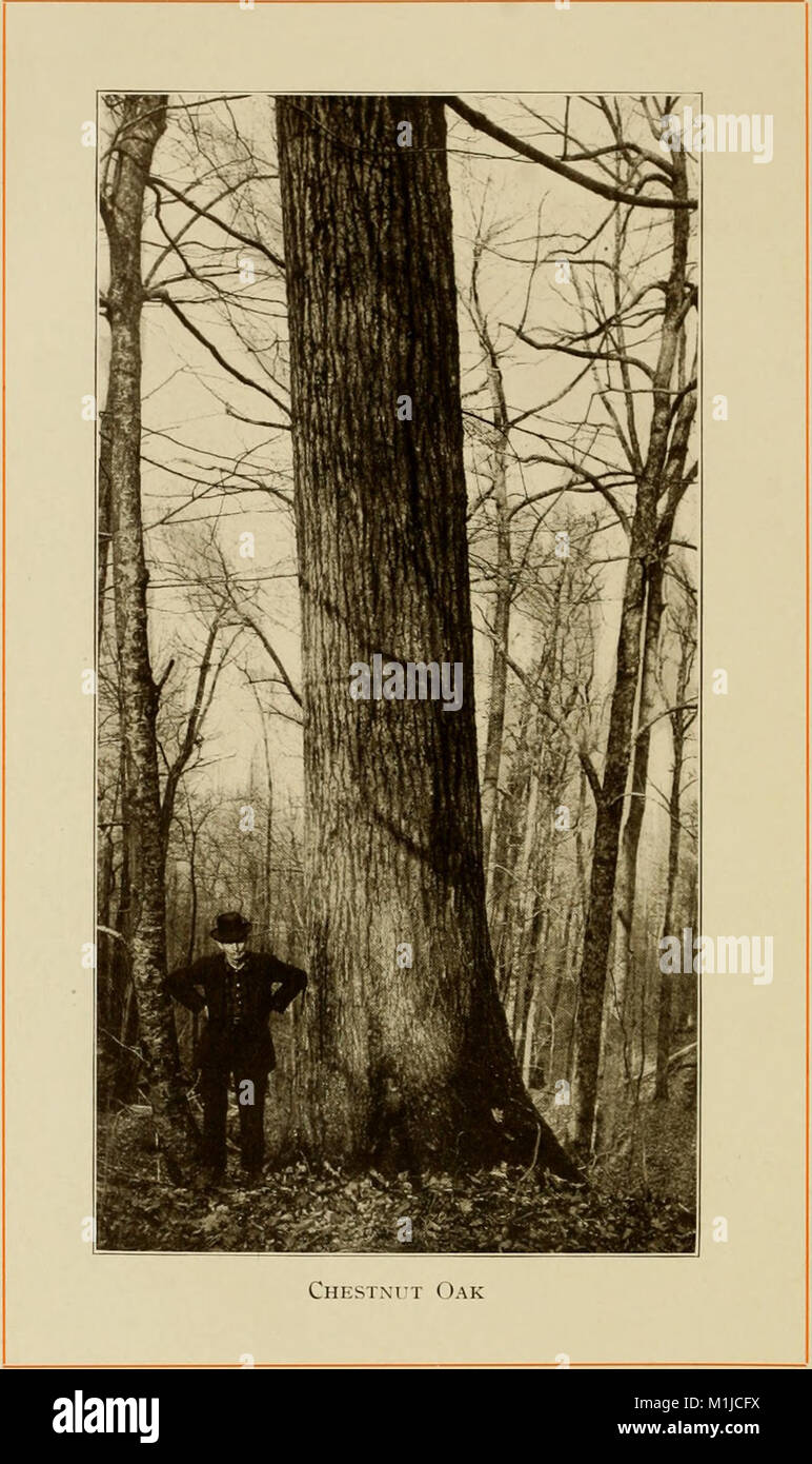 American forest trees, by Henry H. Gibson; (1913) (18146623485 Stock ...