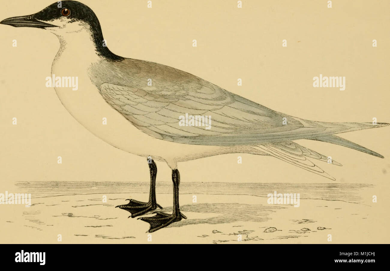 This 1862 book by Rev. F.O. Morris explores the species of birds in ...