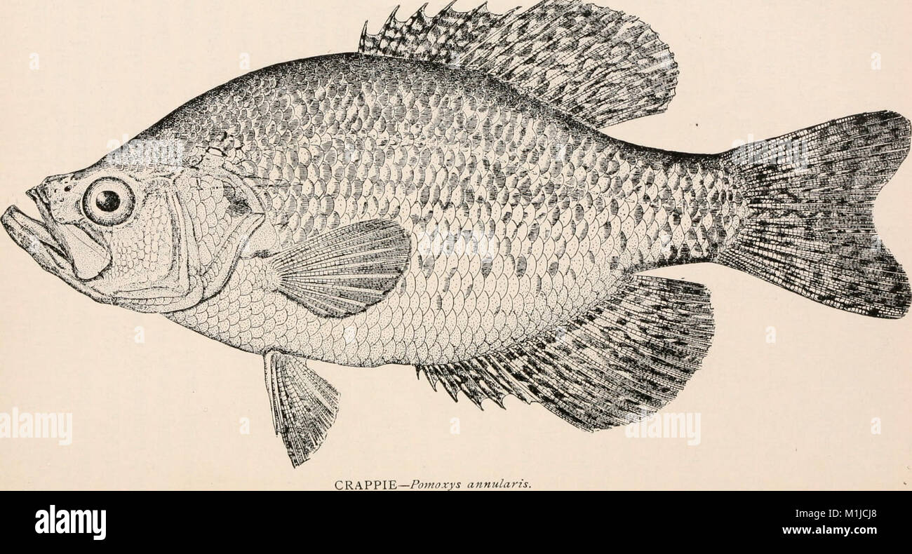 American game fishes - their habits, habitat, and peculiarities, how ...