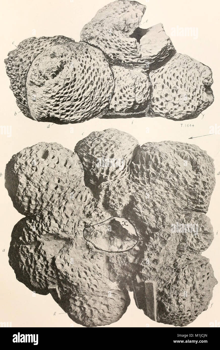 American fossil cycads (1906) (17961004529 Stock Photo - Alamy