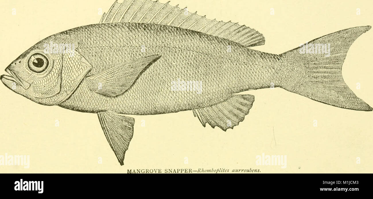This 1892 guide covers the various species of American game fish ...