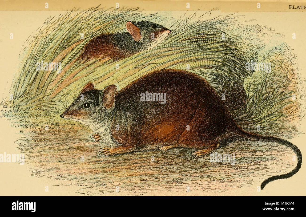 This 1896 handbook provides comprehensive information on marsupials and ...
