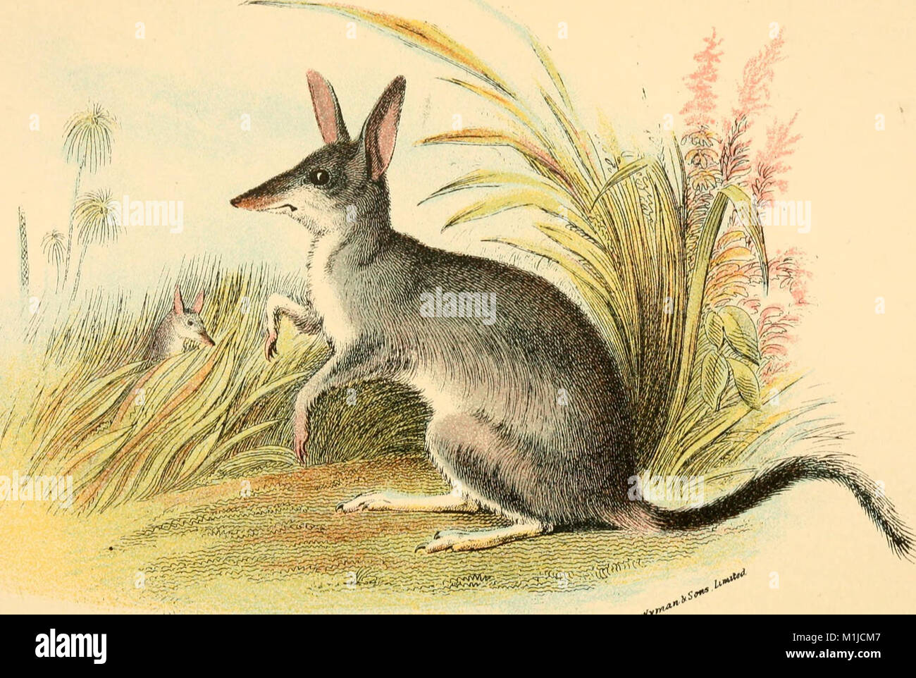 This 1896 handbook provides detailed information on the marsupial and ...
