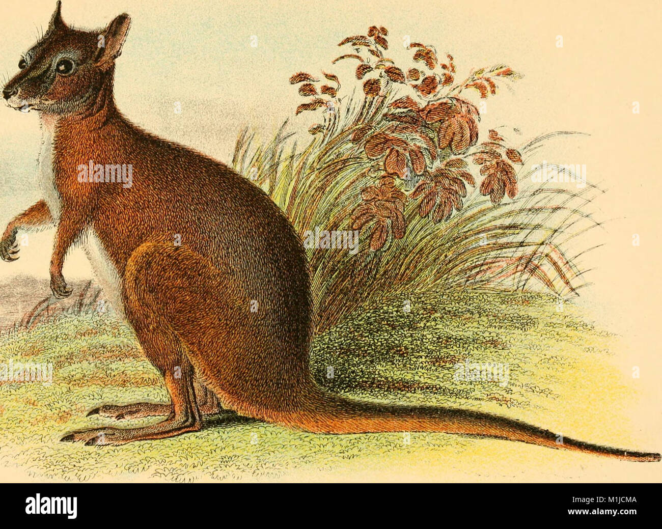 This 1896 handbook offers detailed information on marsupials and ...