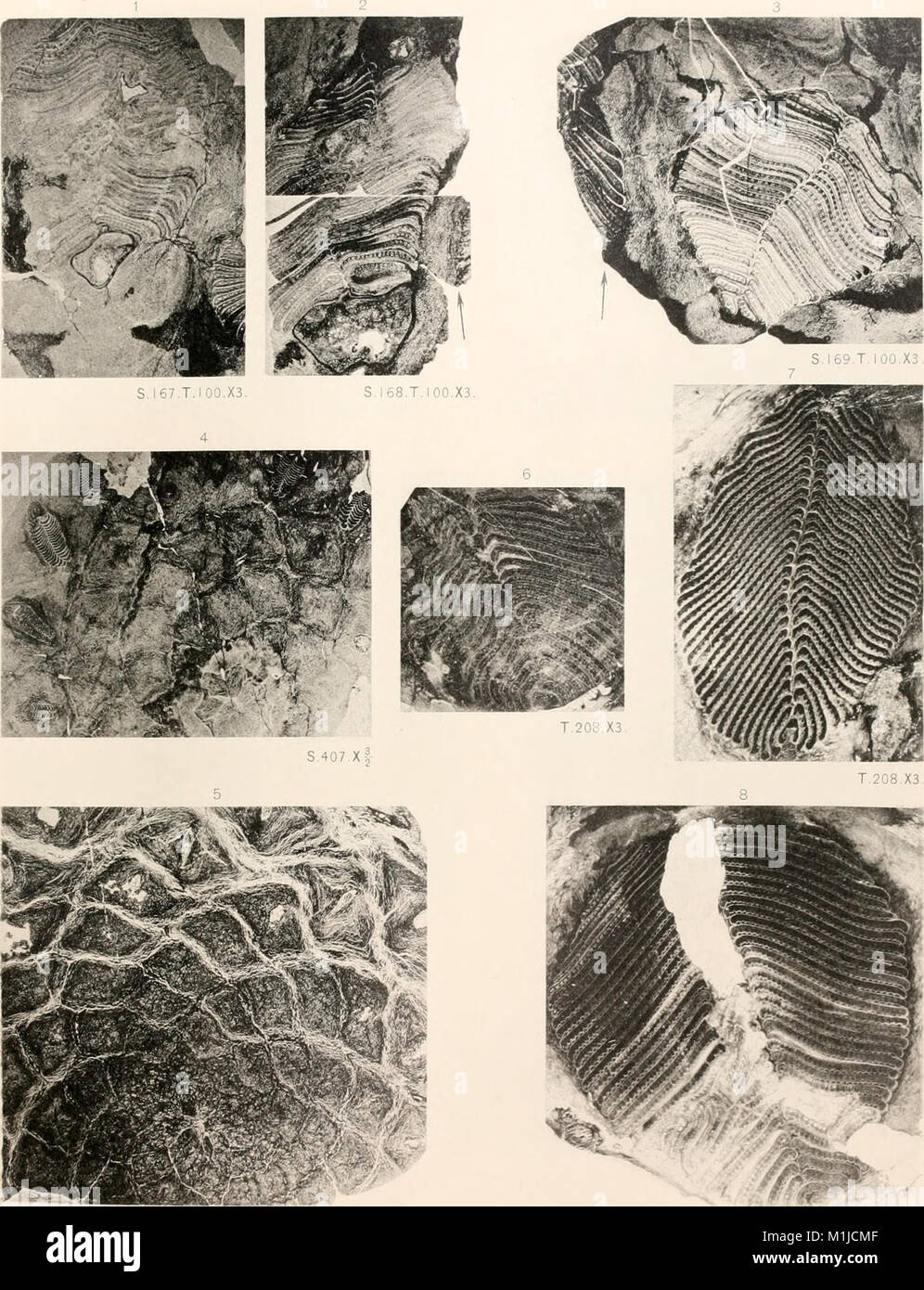 American fossil cycads (1906) (17961057179 Stock Photo - Alamy