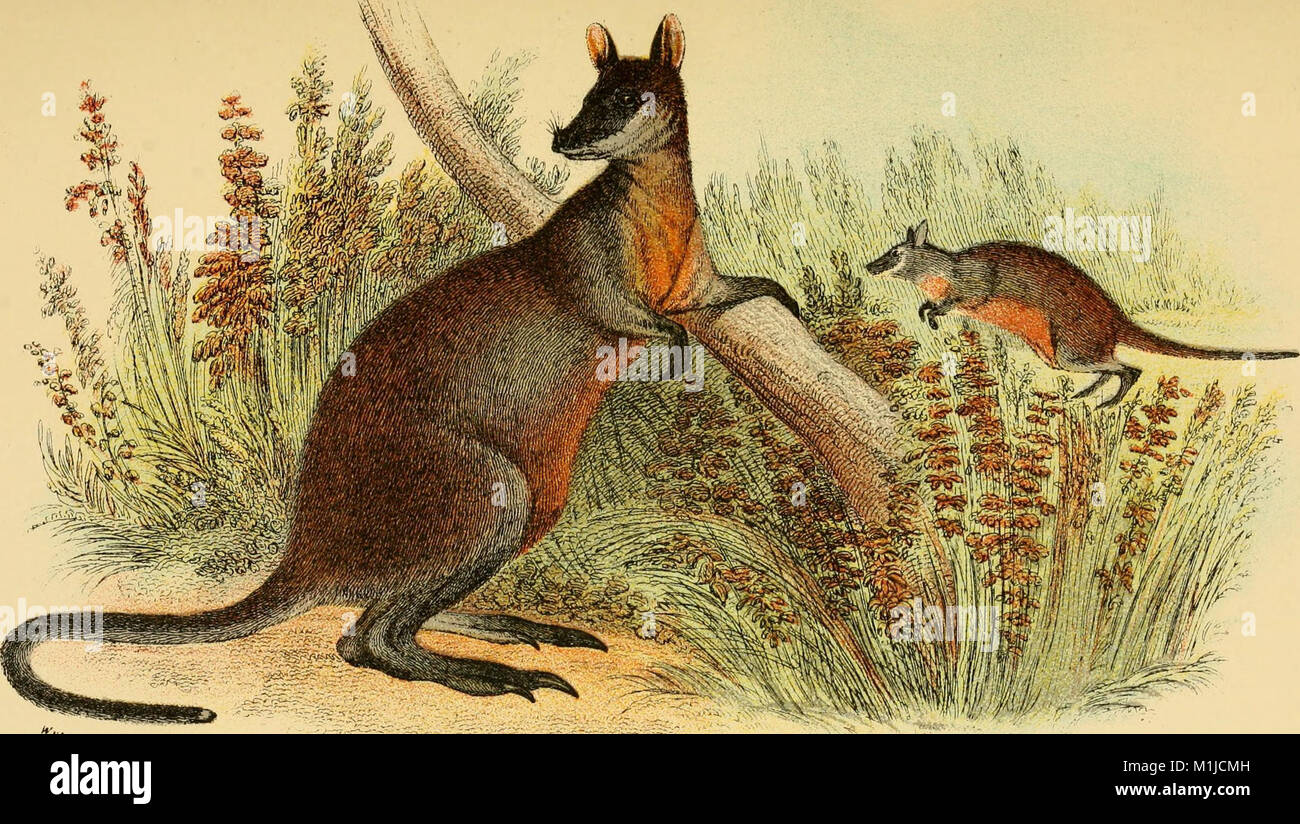 The 1896 Handbook to the Marsupialia and Monotremata is a comprehensive ...