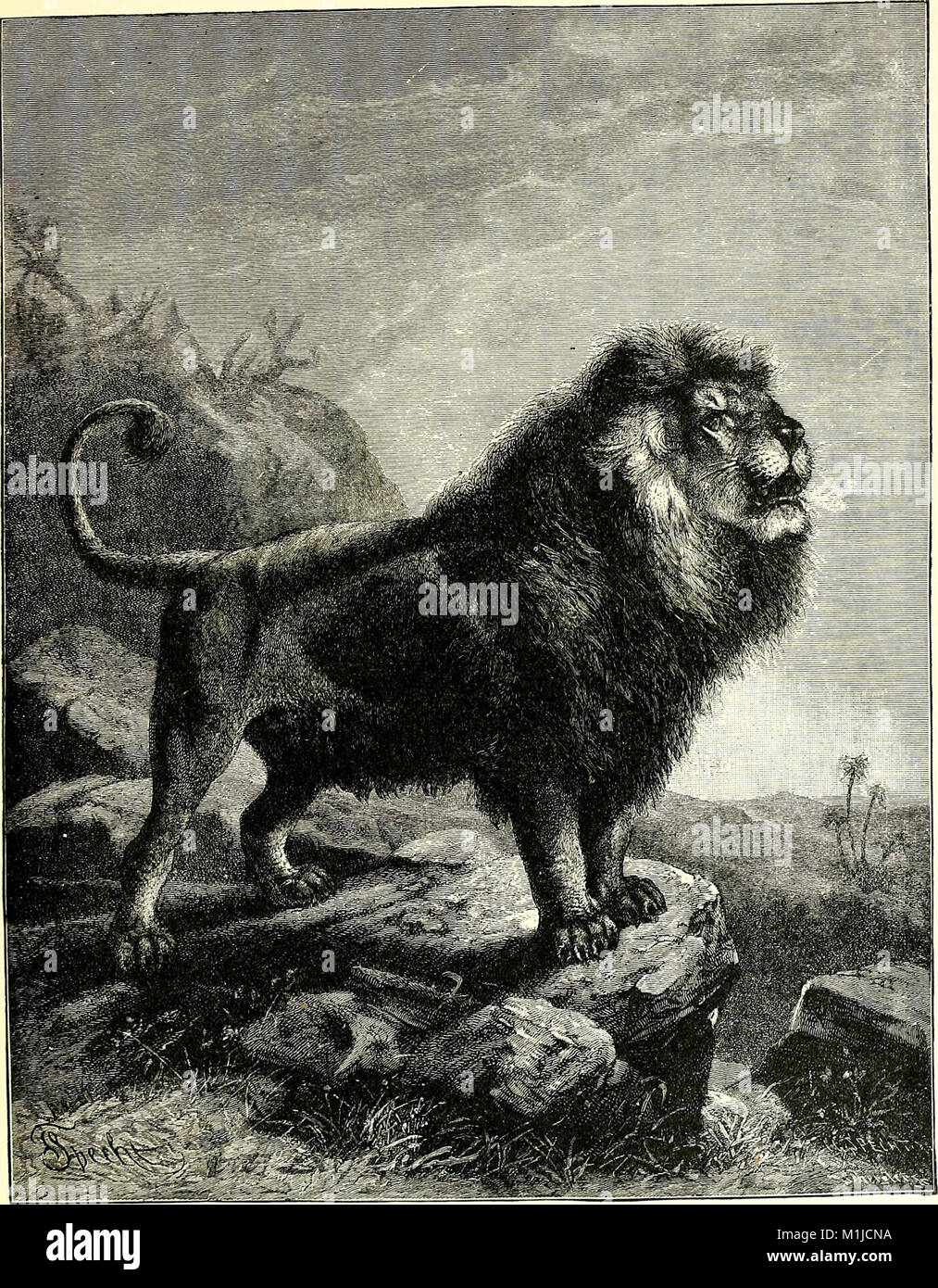 'All About Animals' (1900) presents a collection of interesting facts ...