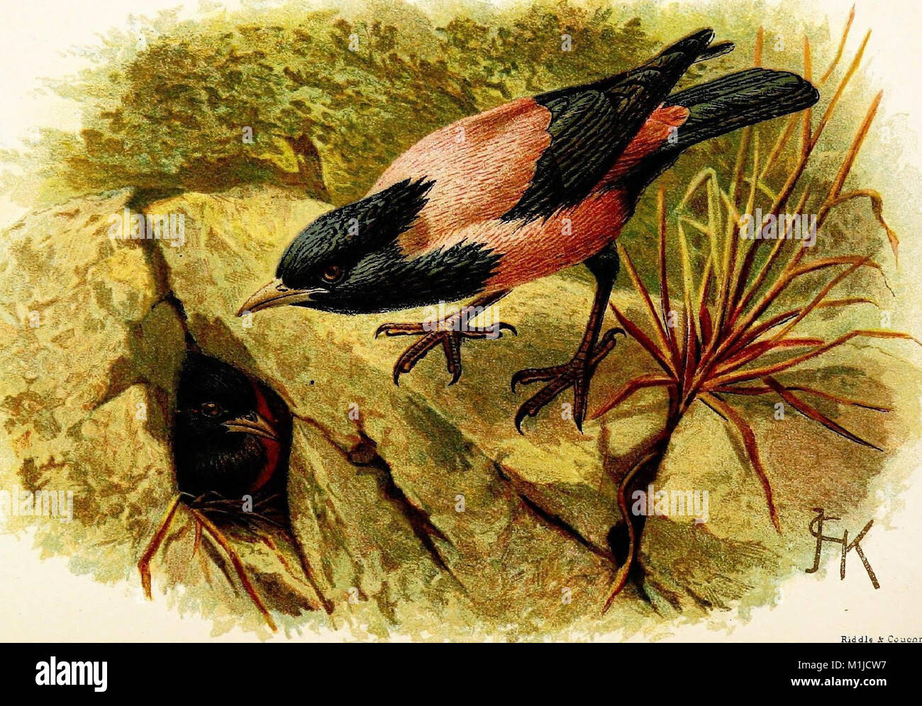 Rare british birds hi-res stock photography and images - Alamy