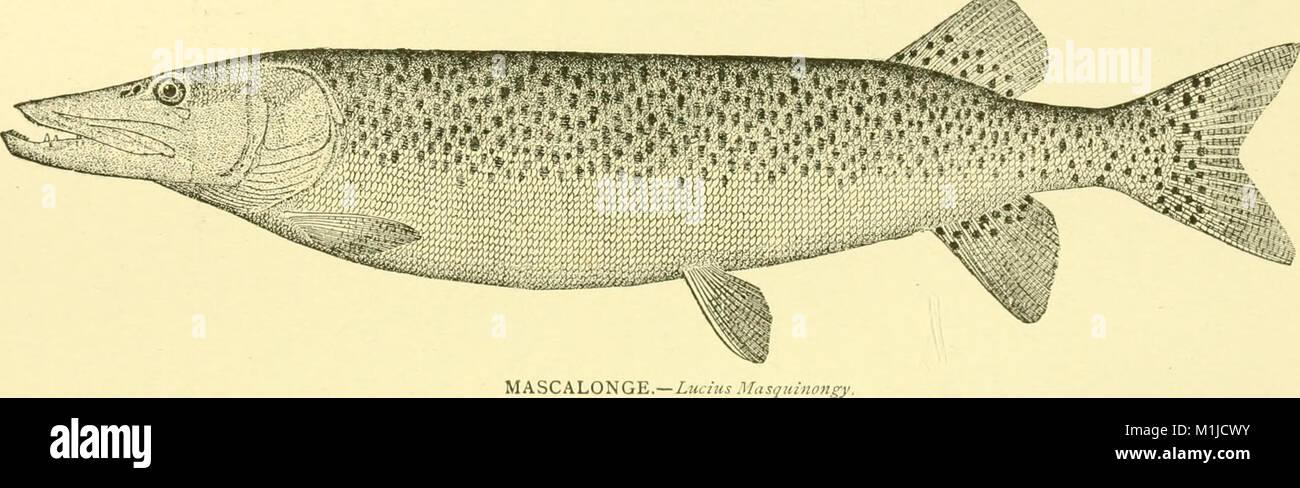 A 1892 publication focused on American game fish, describing their ...