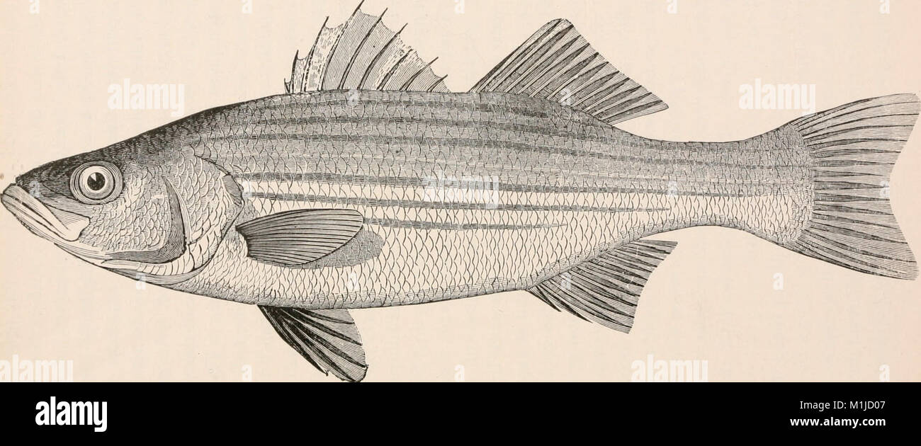 American game fishes - their habits, habitat, and peculiarities, how ...