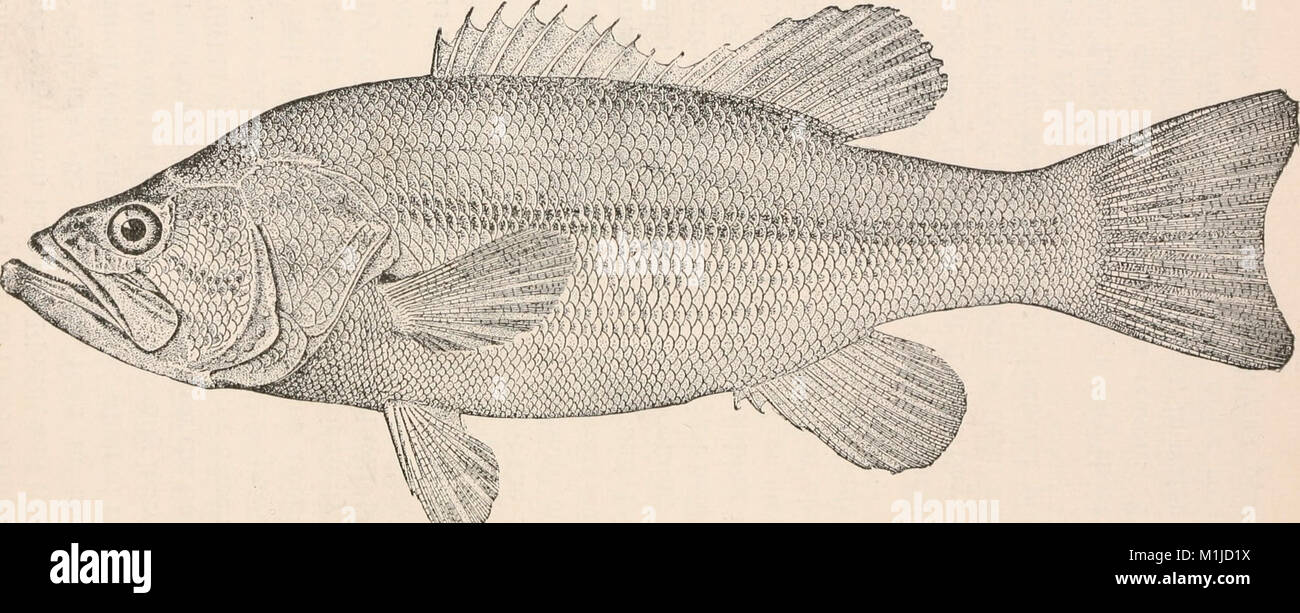 American game fishes - their habits, habitat, and peculiarities, how ...