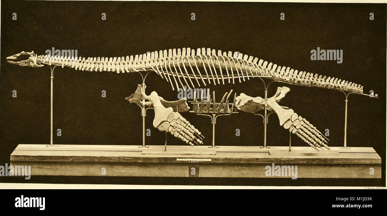 A descriptive catalogue of the marine reptiles of the Oxford clay ...