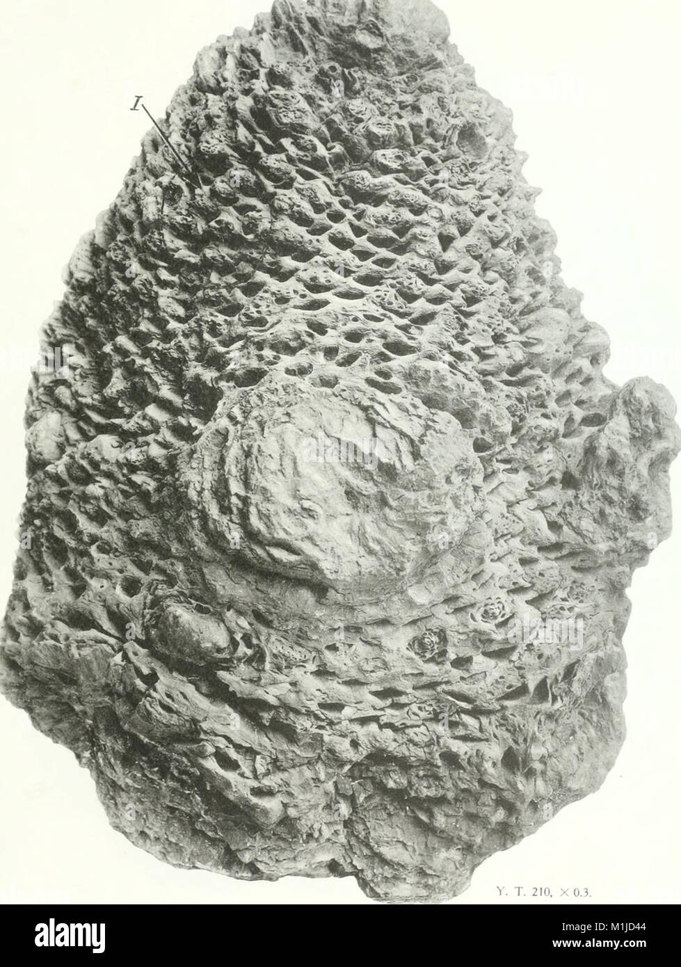 This publication, from 1906, explores the American fossil cycads ...