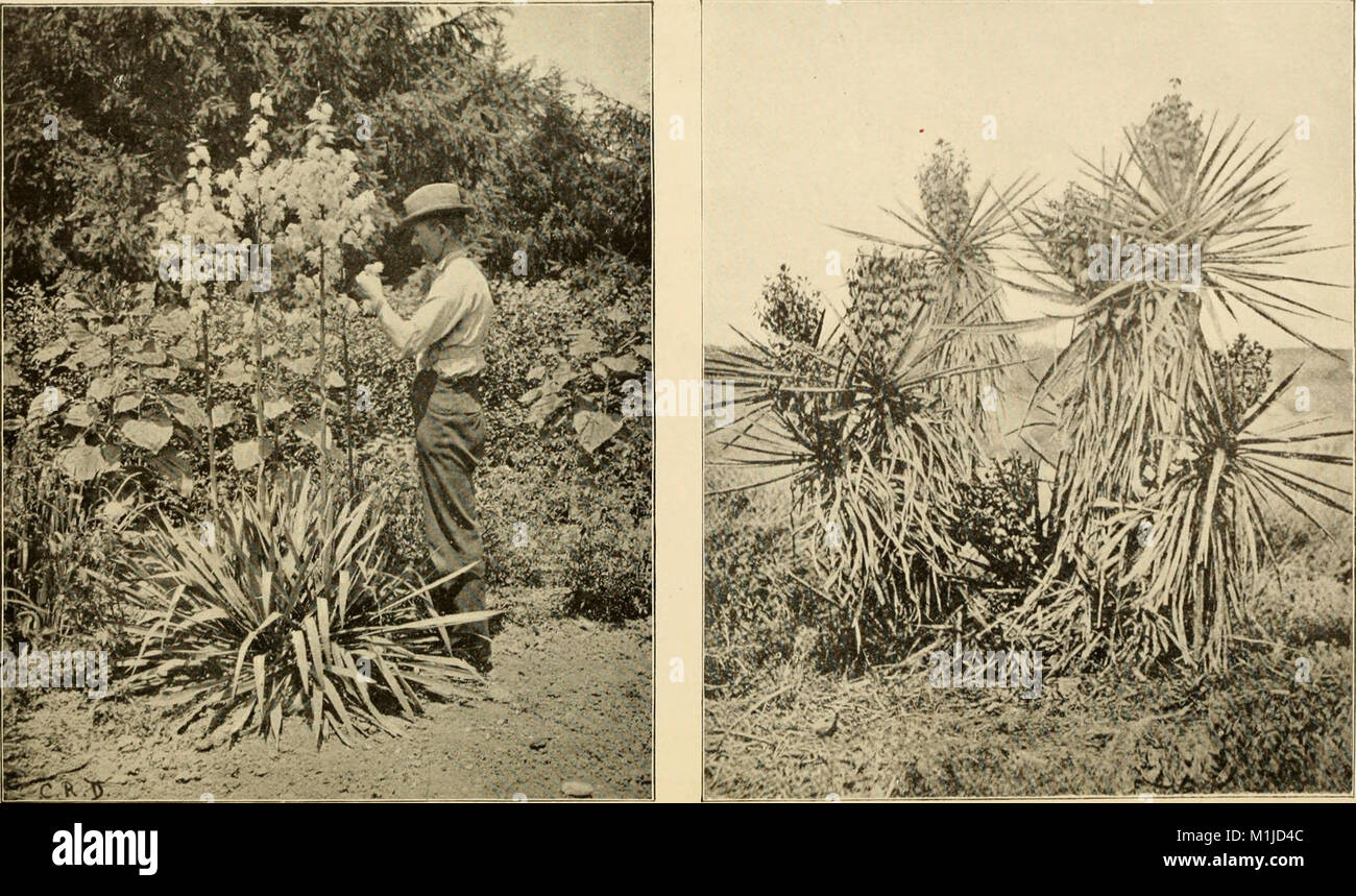 This catalogue from 1897 provides detailed descriptions of fiber plants ...