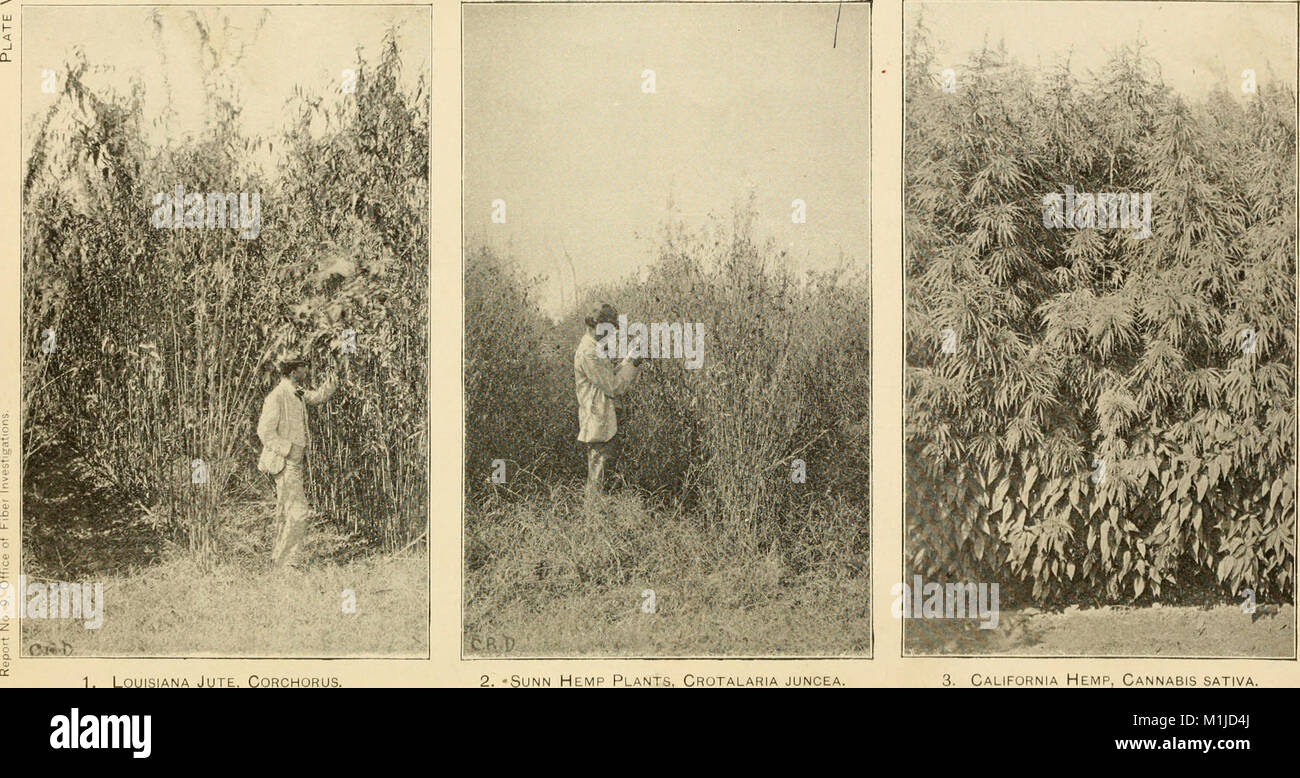 This 1897 catalogue provides a detailed description of fiber plants ...