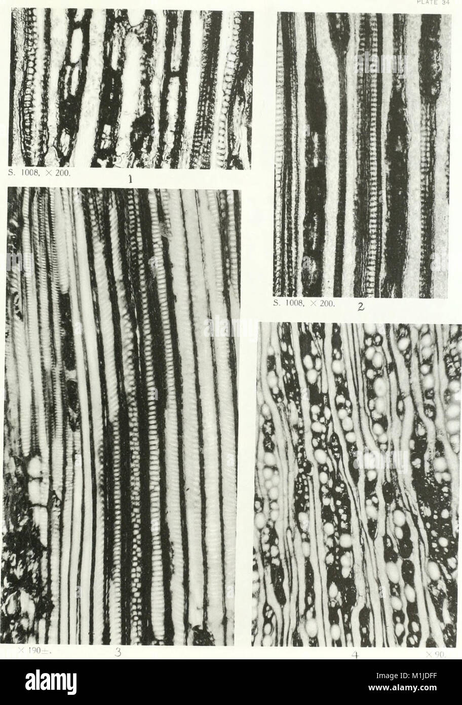 American fossil cycads (1906) (17526547883 Stock Photo - Alamy
