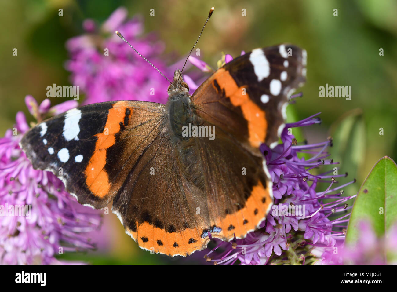 Close up red admiral butterfly hi-res stock photography and images - Alamy