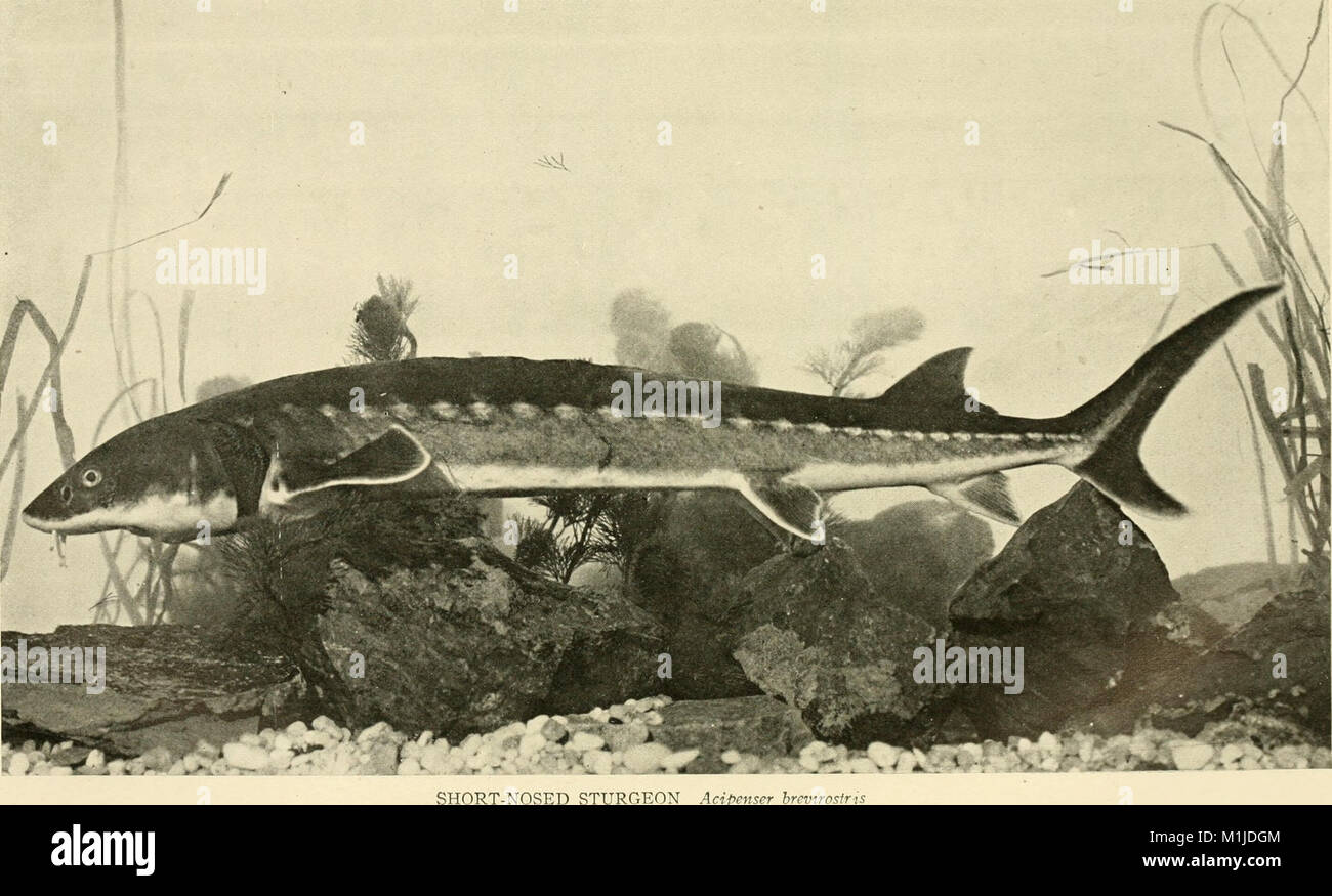 'American Food and Game Fishes' (1902) provides a comprehensive guide ...