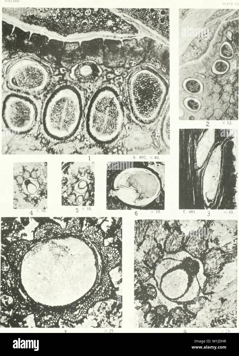 'American Fossil Cycads' (1906) examines the fossilized remains of ...