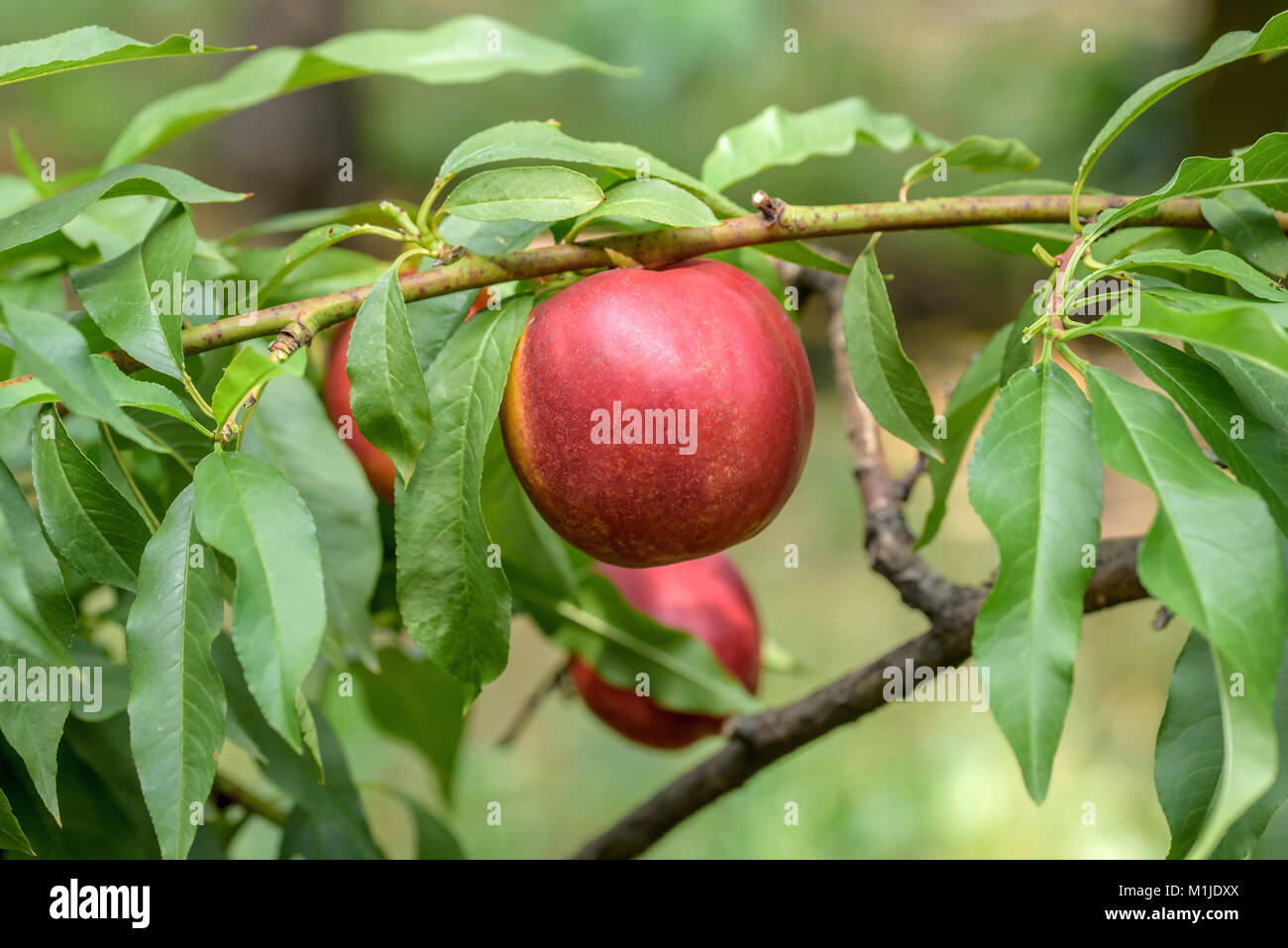 Nectarine (PRUNUS PERSICA Big Top), Nektarine (Prunus persica Big Top ...