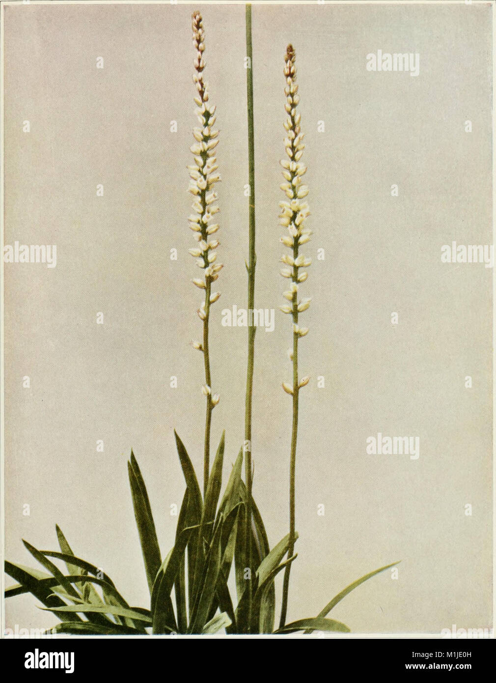 Aletris farinosa, commonly known as white stargrass, is a plant species ...