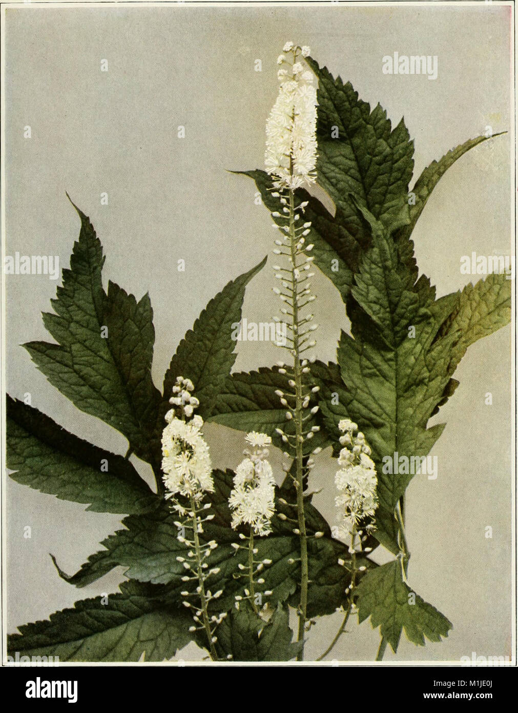 Actaea racemosa WFNY-064 is a species of flowering plant in the ...