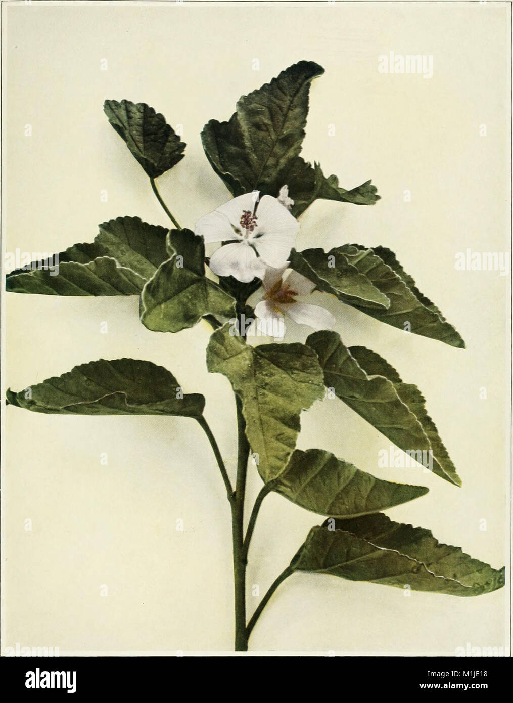 Althaea officinalis illustration hi-res stock photography and images ...
