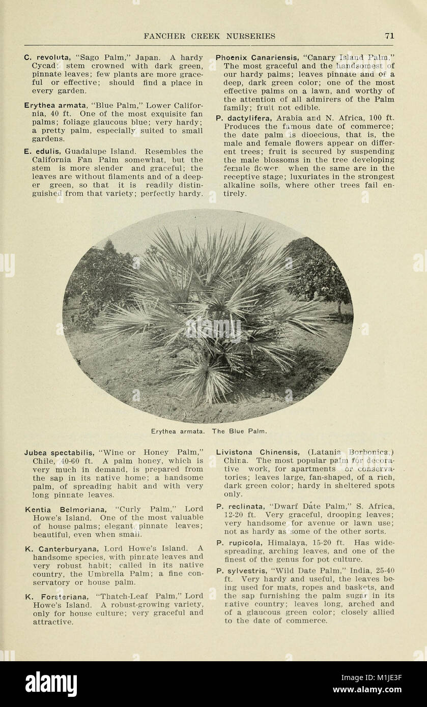 A descriptive catalogue of fruit and forest trees, vines and shrubs ...
