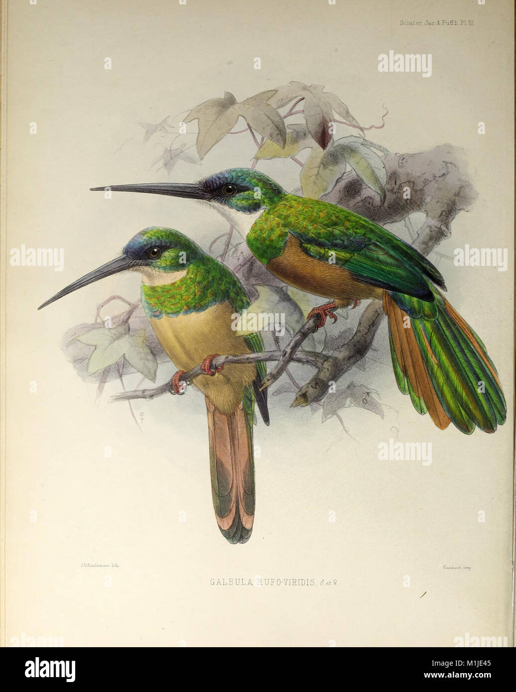 This 1882 monograph provides a detailed study of the jacamars and puff ...