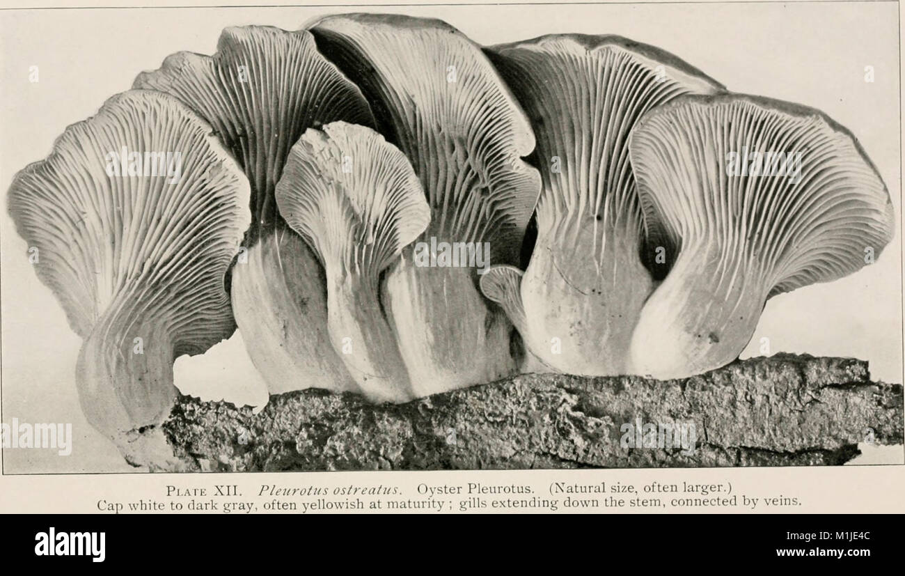 Understanding fungal diversity hi-res stock photography and images - Alamy