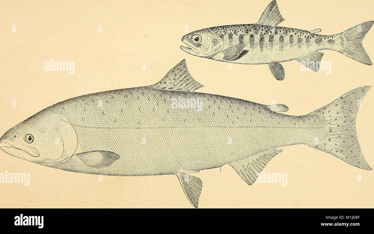 A manual of fish-culture, based on the methods of the United States ...