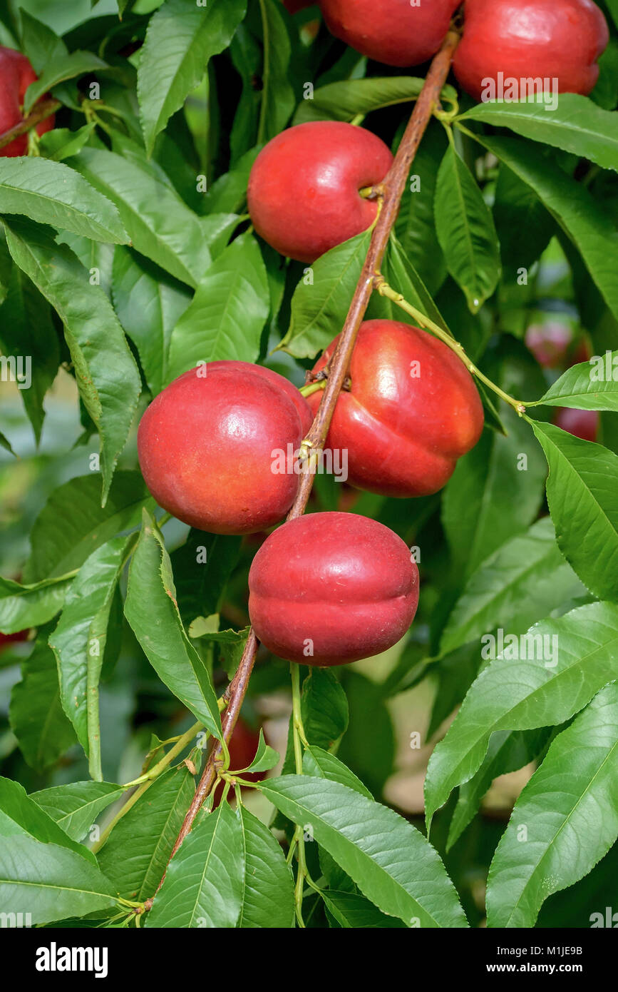 Nectarine (PRUNUS PERSICA Early Devil), Nektarine (Prunus persica Early ...