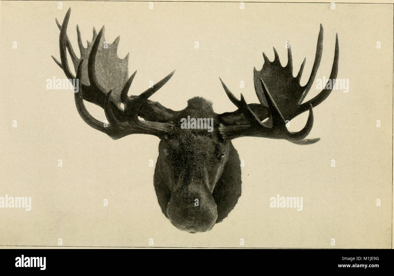 *American Big Game in its Haunts* (1904) documents the natural habitats ...