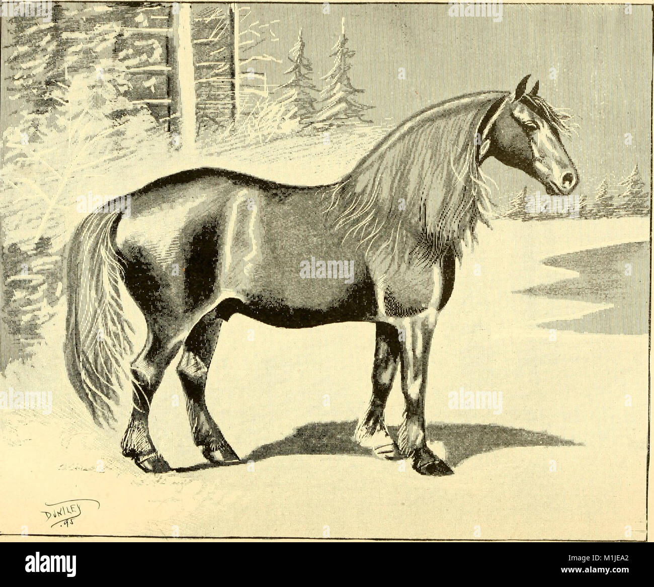 American horses and horse breeding - a complete history of the horse ...