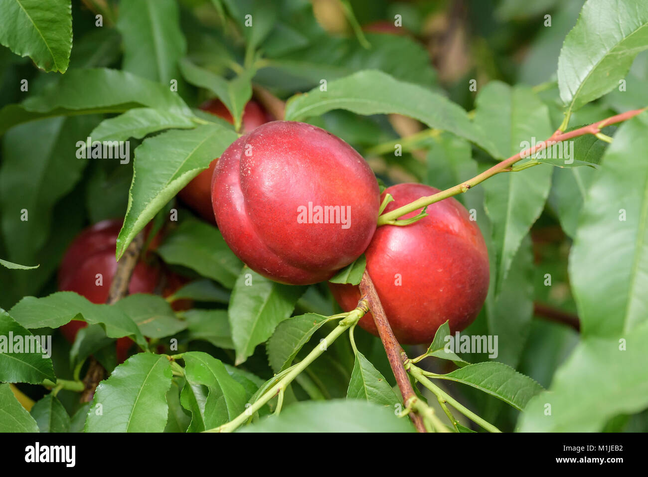 Nectarine (PRUNUS PERSICA Early Devil), Nektarine (Prunus persica Early ...