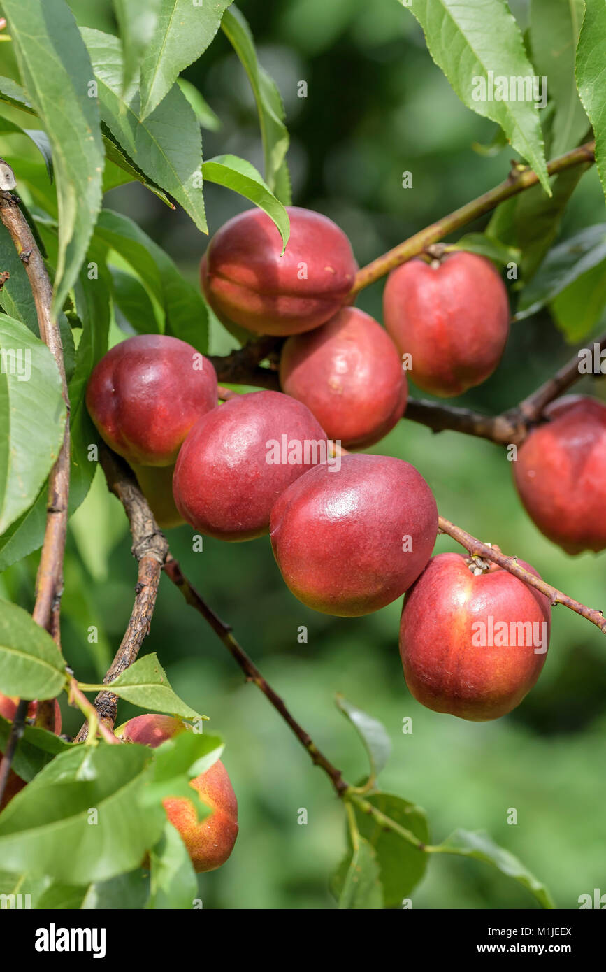 Nectarine (PRUNUS PERSICA harb laze), Nektarine (Prunus persica ...