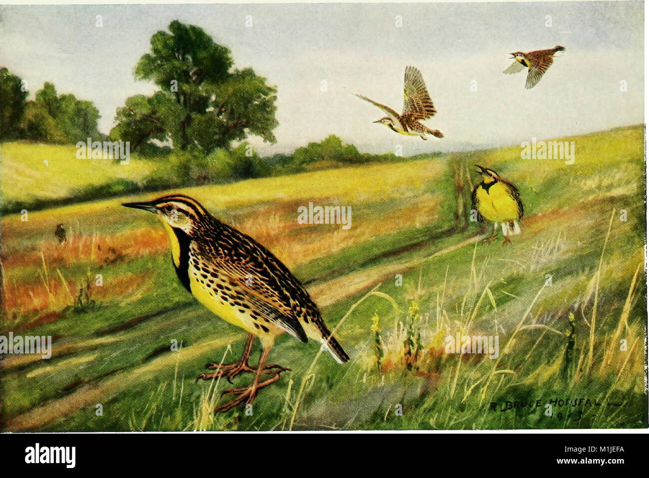 Observing various species hi-res stock photography and images - Alamy