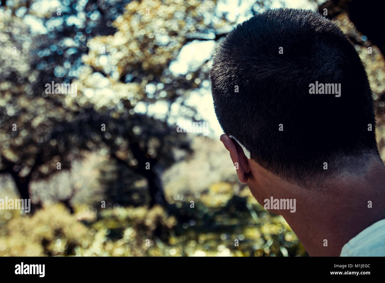 Looking at the forest Stock Photo - Alamy